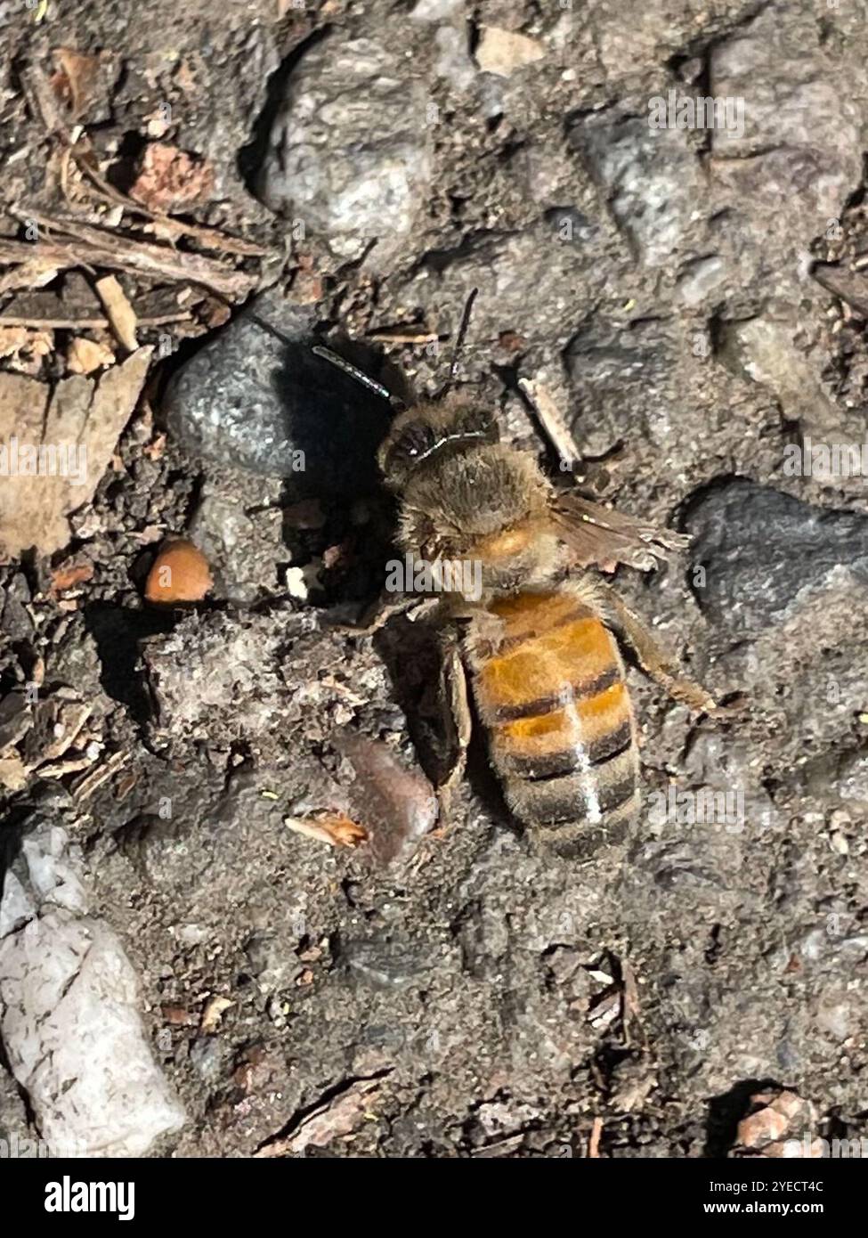 Western Honey Bee (Apis mellifera Stock Photo - Alamy