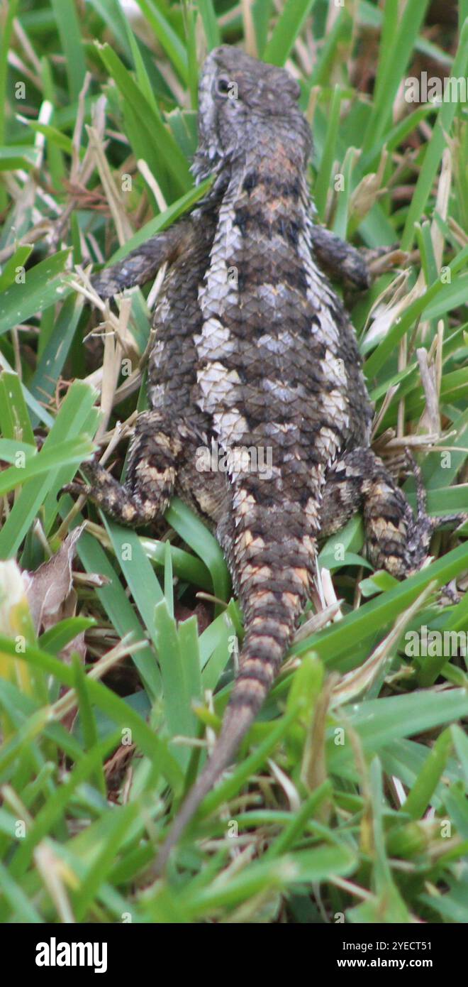 Texas Spiny Lizard (Sceloporus olivaceus Stock Photo - Alamy