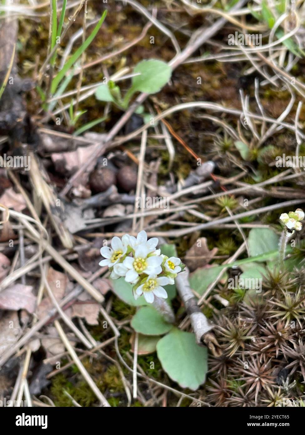 Micranthes virginiensis hi-res stock photography and images - Alamy
