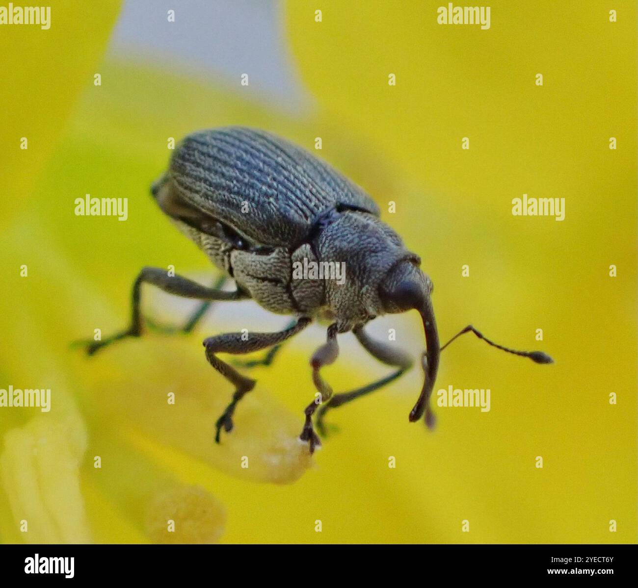 Cabbage seed Weevil (Ceutorhynchus obstrictus Stock Photo - Alamy