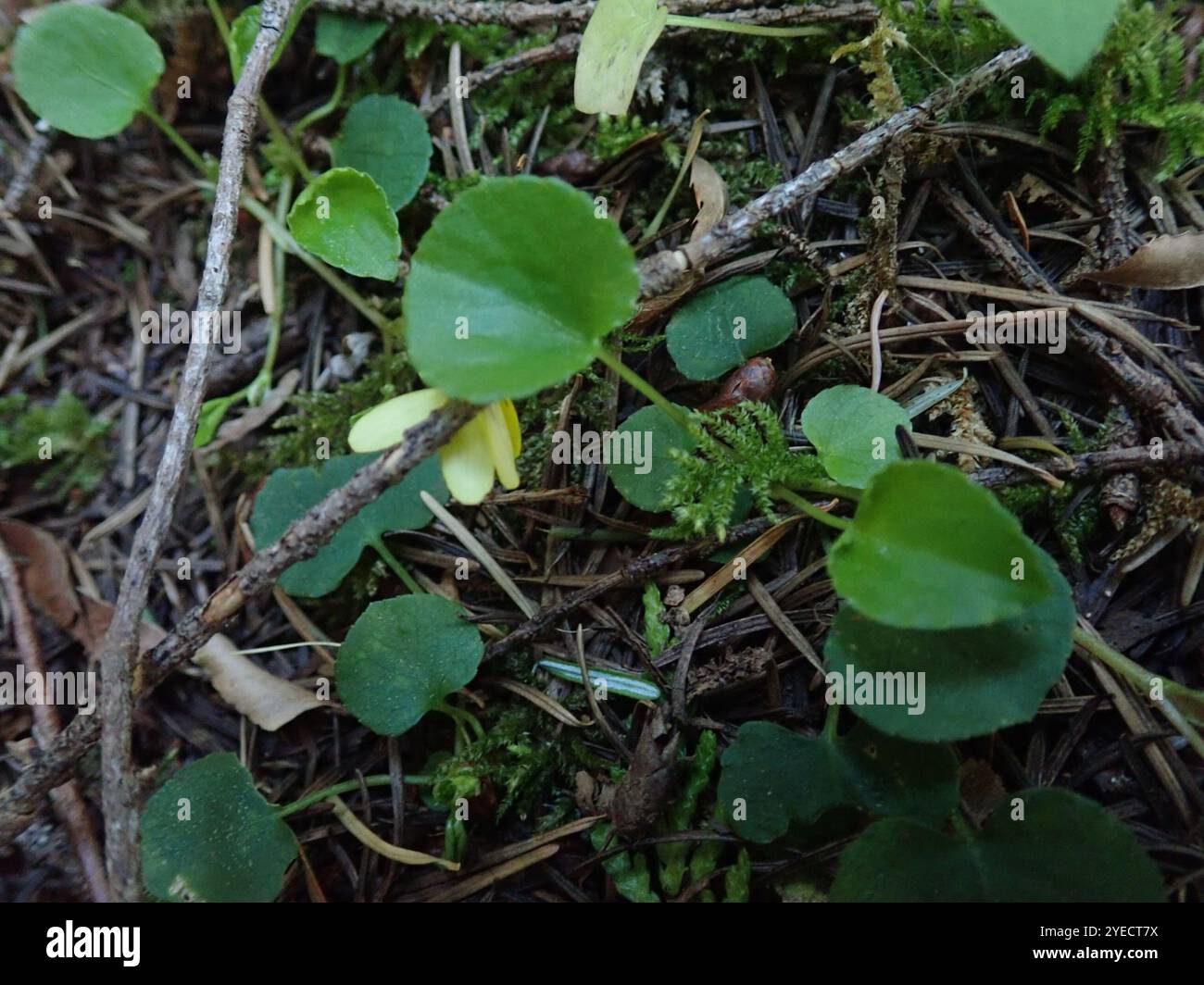 Redwood violet hi-res stock photography and images - Alamy