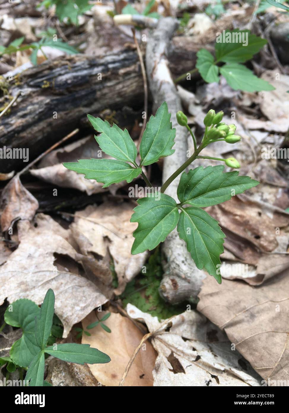 Two-leaved Toothwort (Cardamine diphylla Stock Photo - Alamy
