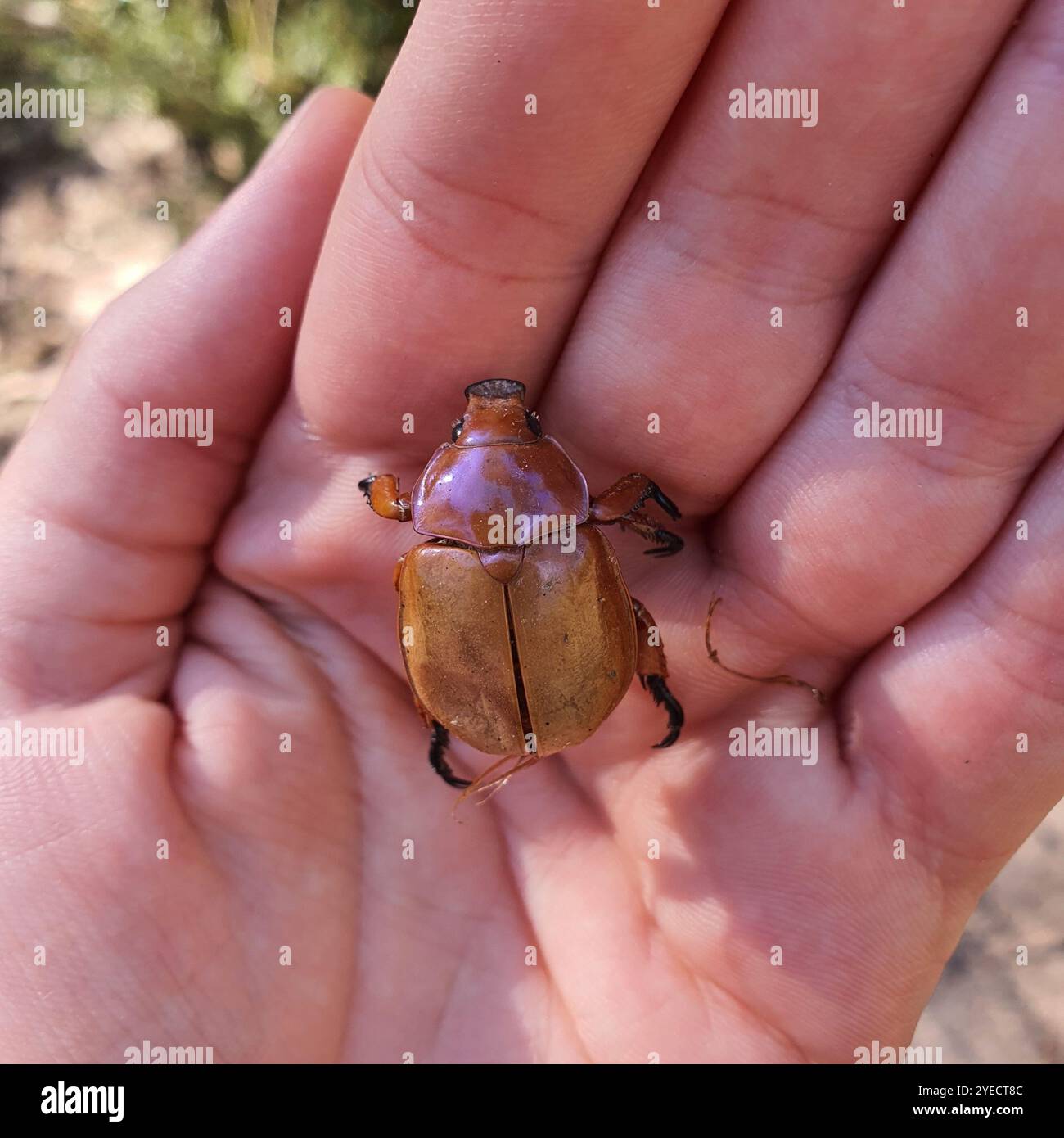 Christmas Beetles (Anoplognathus Stock Photo - Alamy