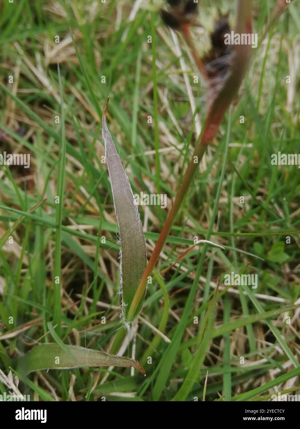 Field woodrush (Luzula campestris Stock Photo - Alamy