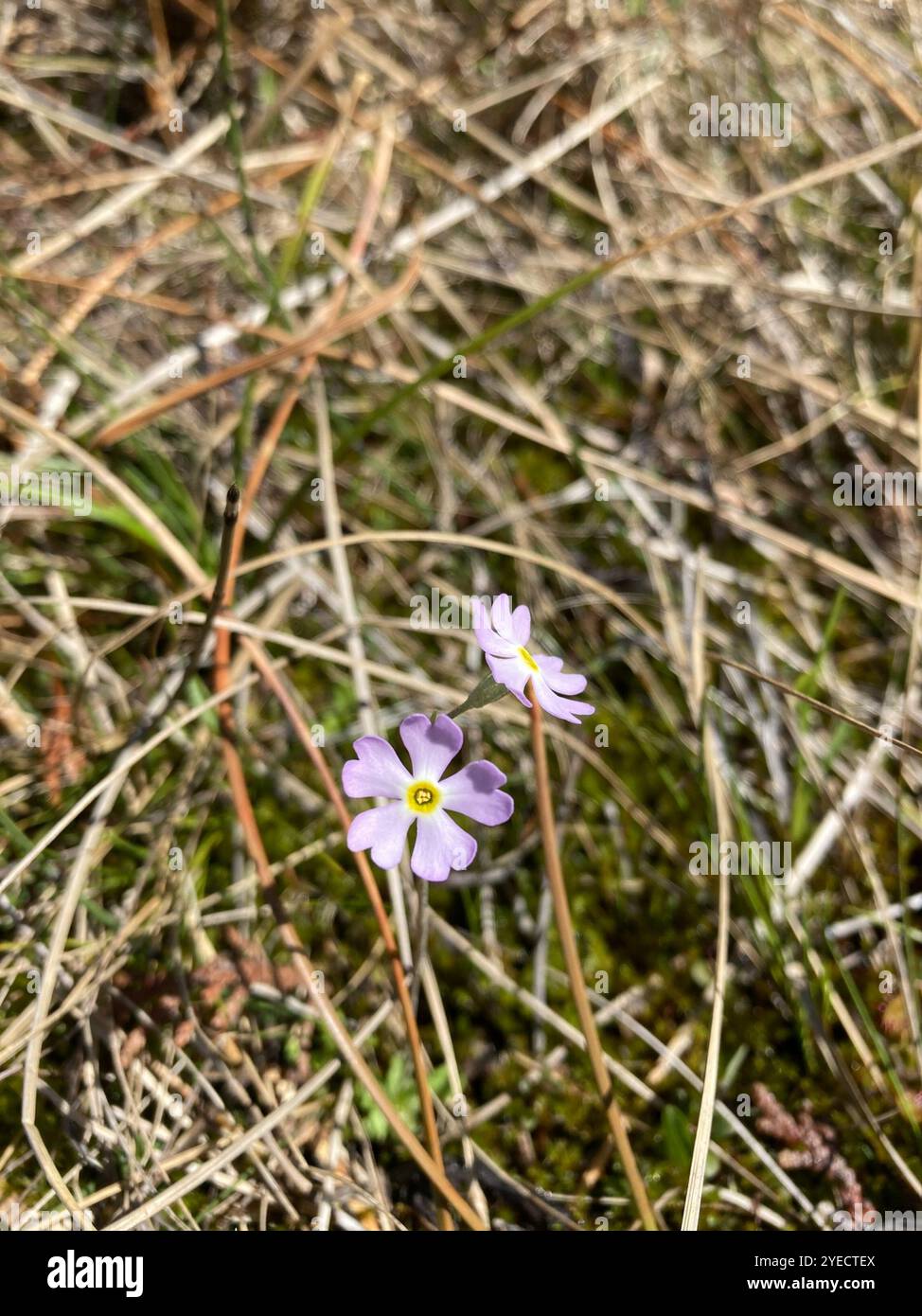 Mistassini Primrose (Primula mistassinica Stock Photo - Alamy