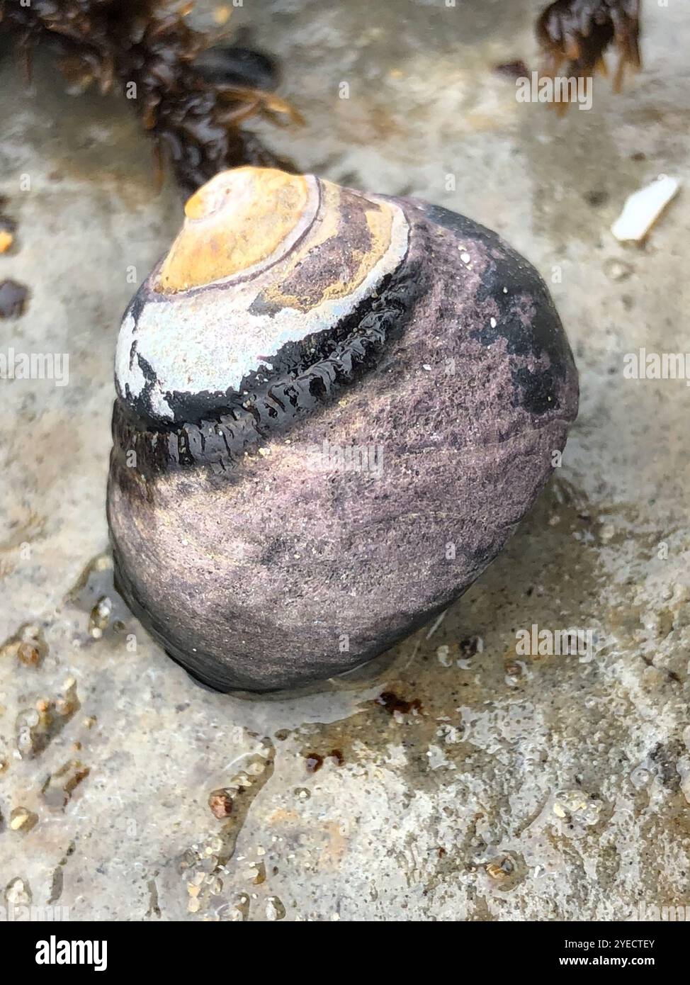 Black Tegula (Tegula funebralis Stock Photo - Alamy