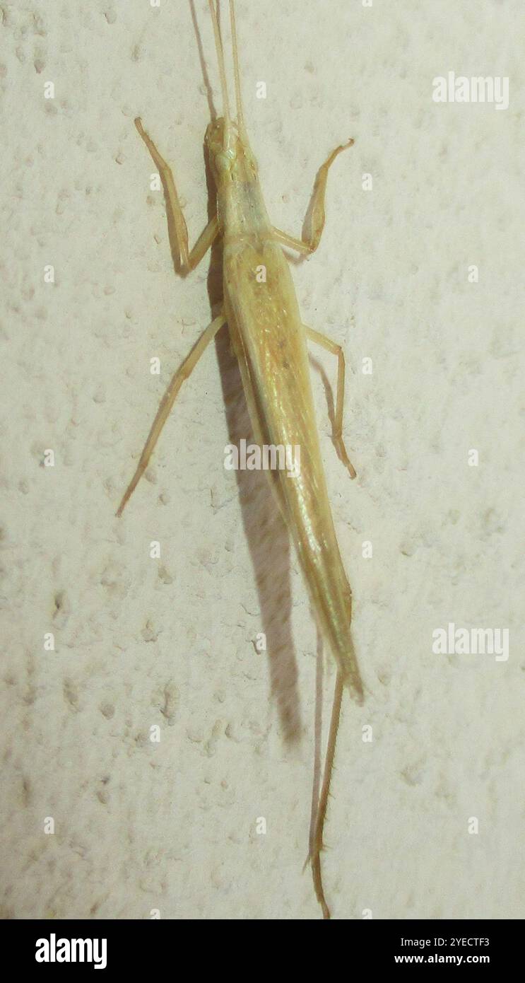 Common Tree Crickets (Oecanthus Stock Photo - Alamy