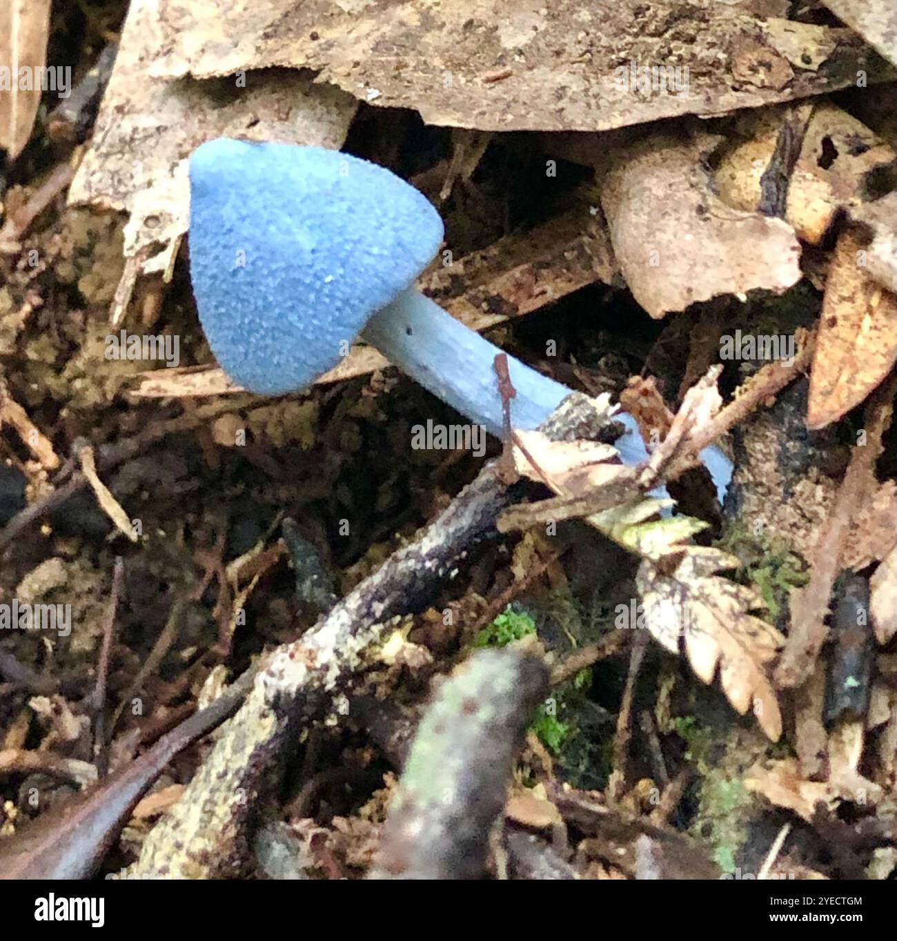 blue pinkgill (Entoloma hochstetteri Stock Photo - Alamy