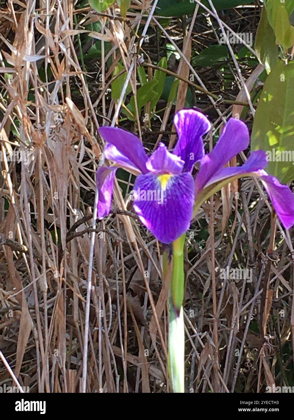 Common Beardless Irises (Limniris Stock Photo - Alamy