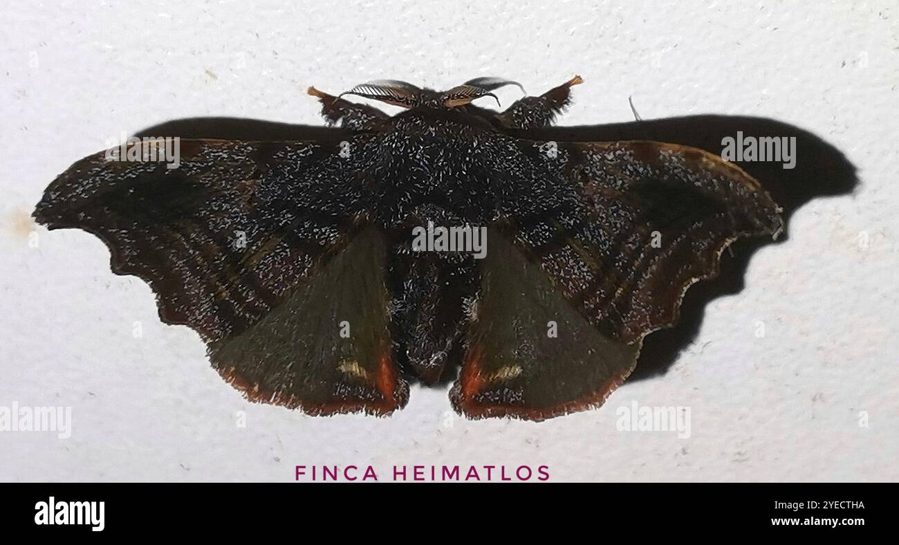 Silkworm Moths (Bombycidae Stock Photo - Alamy