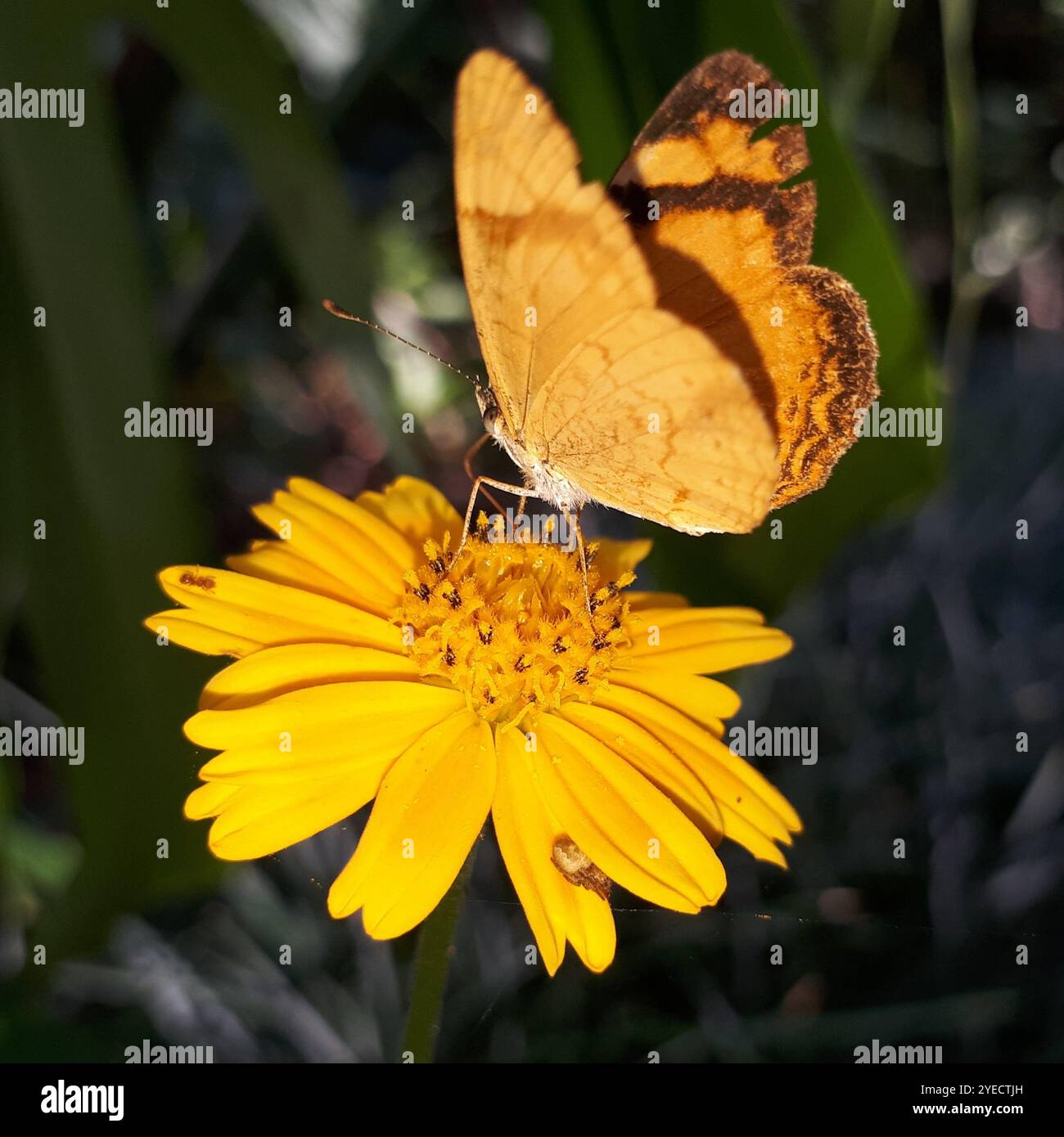 Claudina Crescent (Tegosa claudina Stock Photo - Alamy