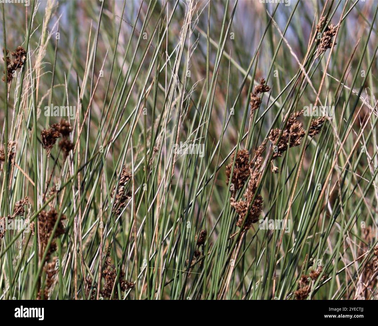 Salt Rush (Juncus rigidus Stock Photo - Alamy