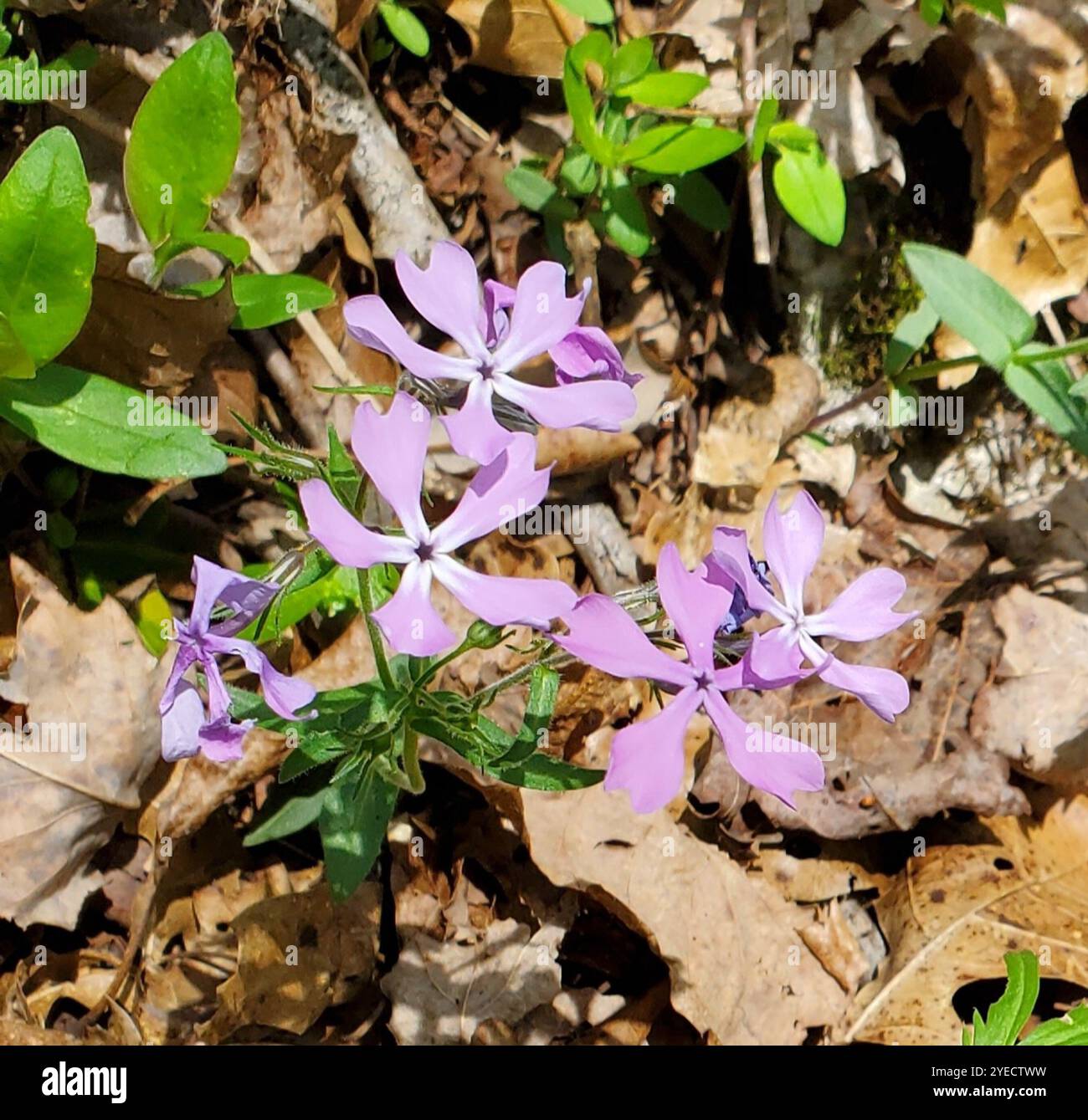 blue phlox (Phlox divaricata Stock Photo - Alamy