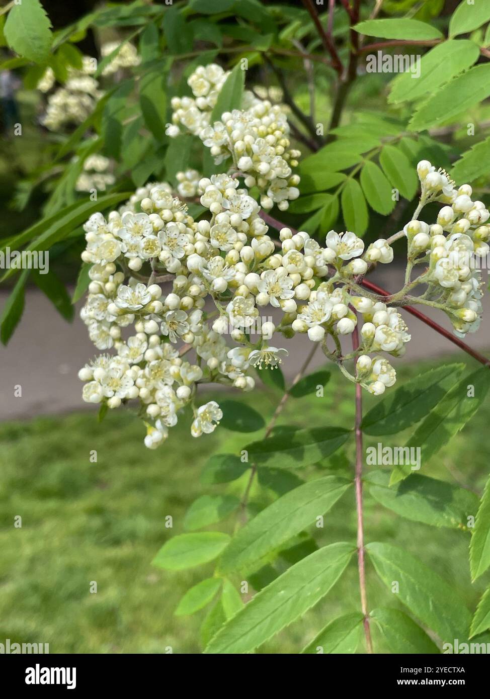 European mountain ash (Sorbus aucuparia Stock Photo - Alamy