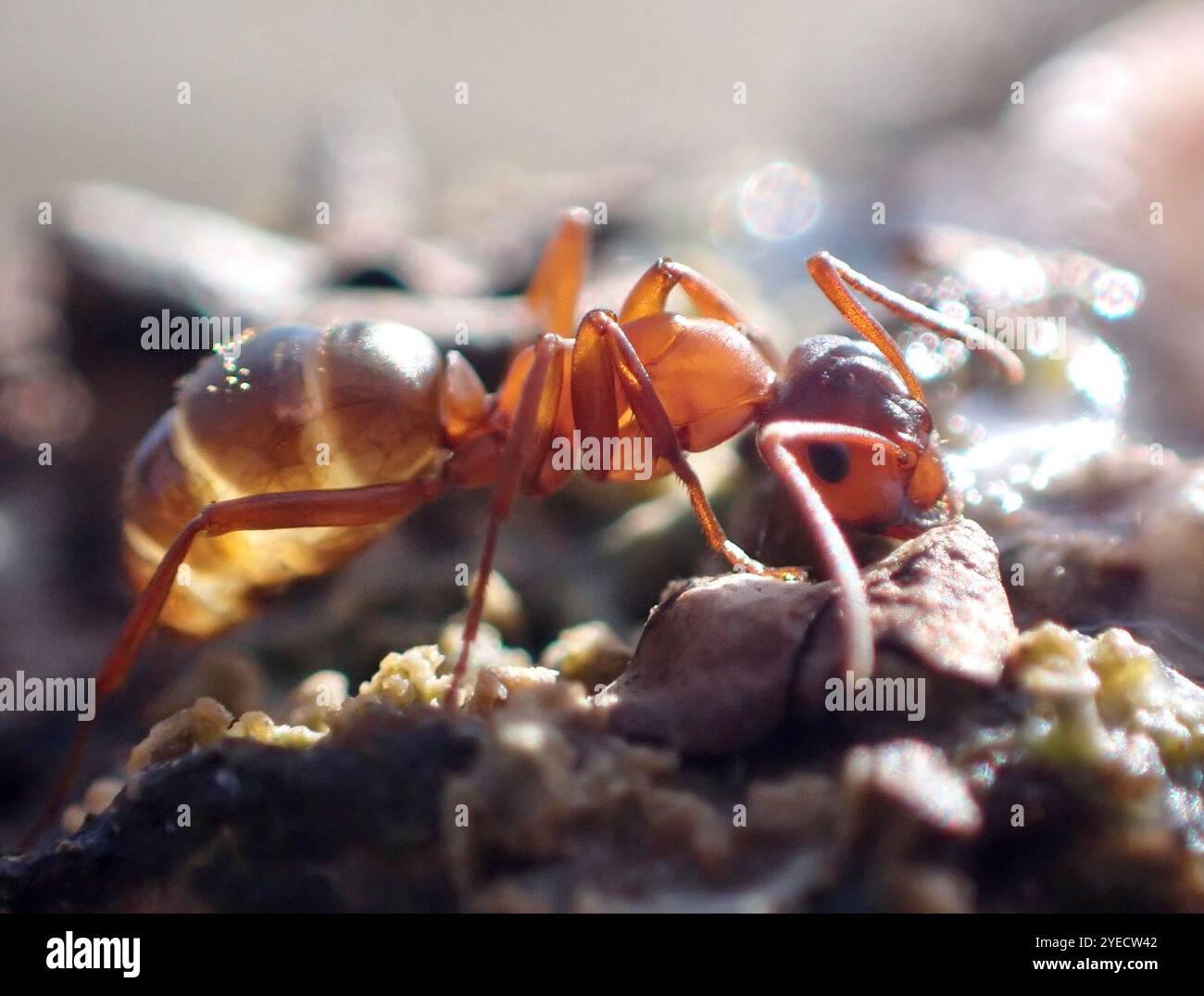 Blood-red Field Ant (Formica sanguinea Stock Photo - Alamy