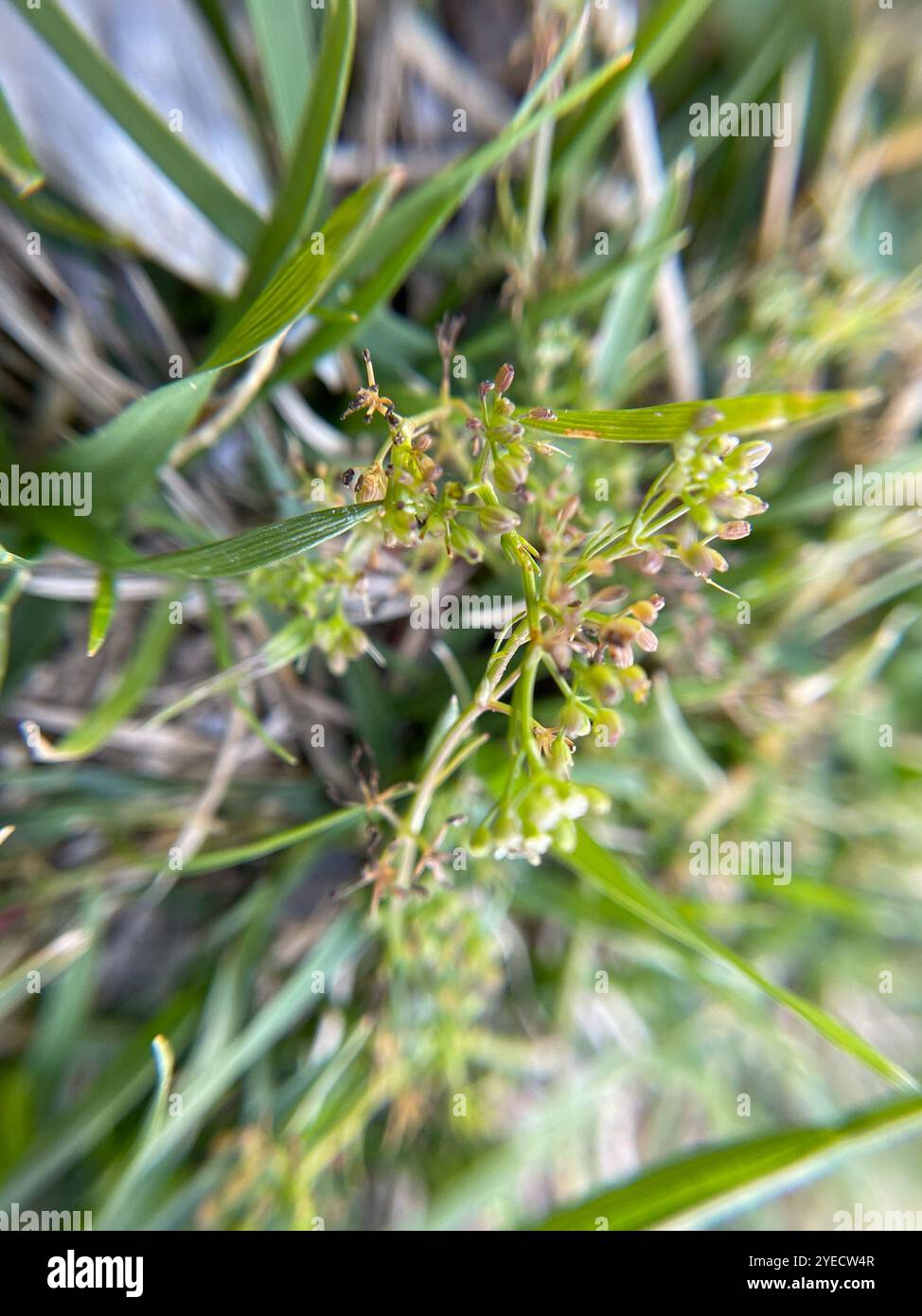 fourleaf manyseed (Polycarpon tetraphyllum Stock Photo - Alamy