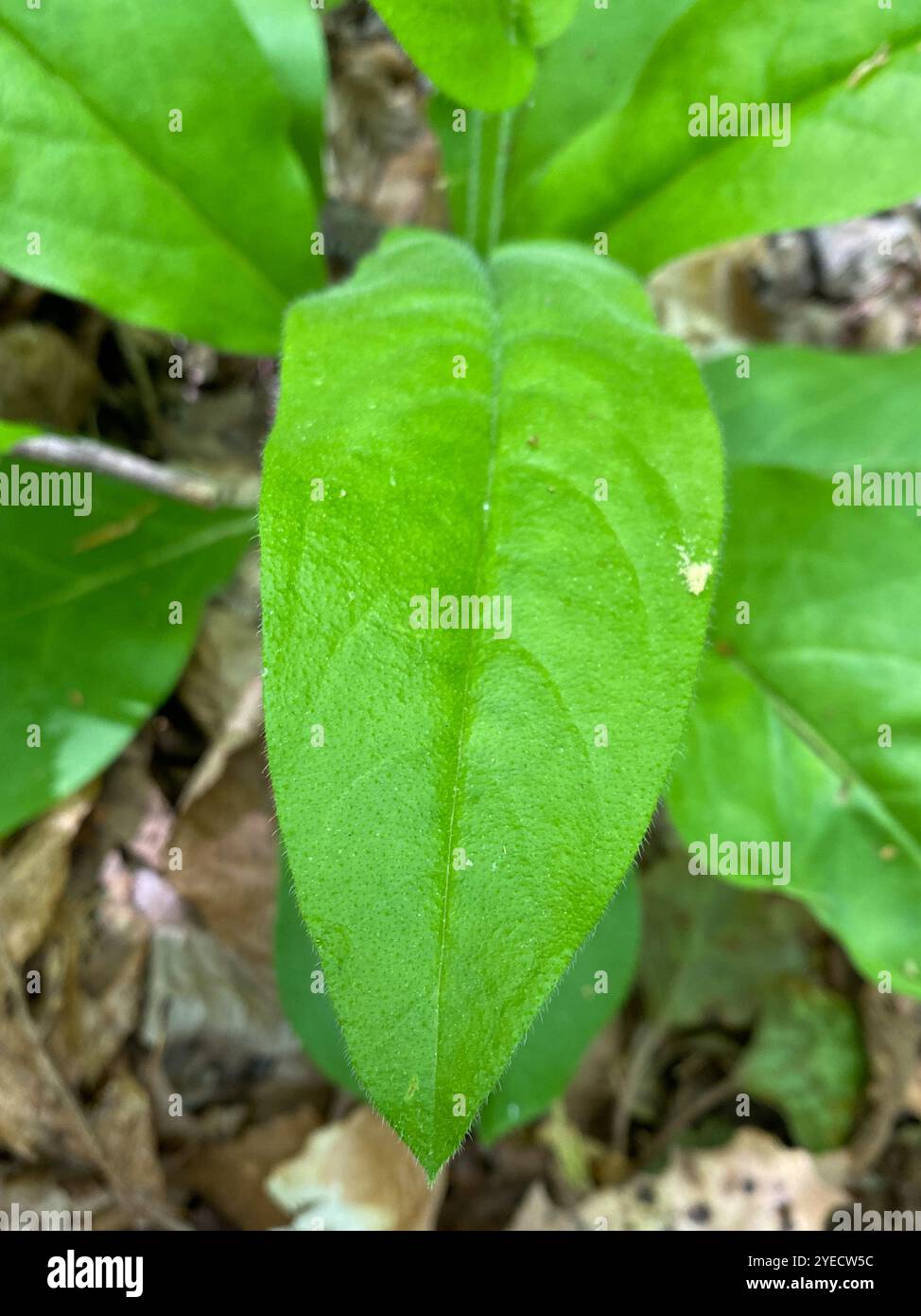 wild comfrey (Andersonglossum virginianum Stock Photo - Alamy