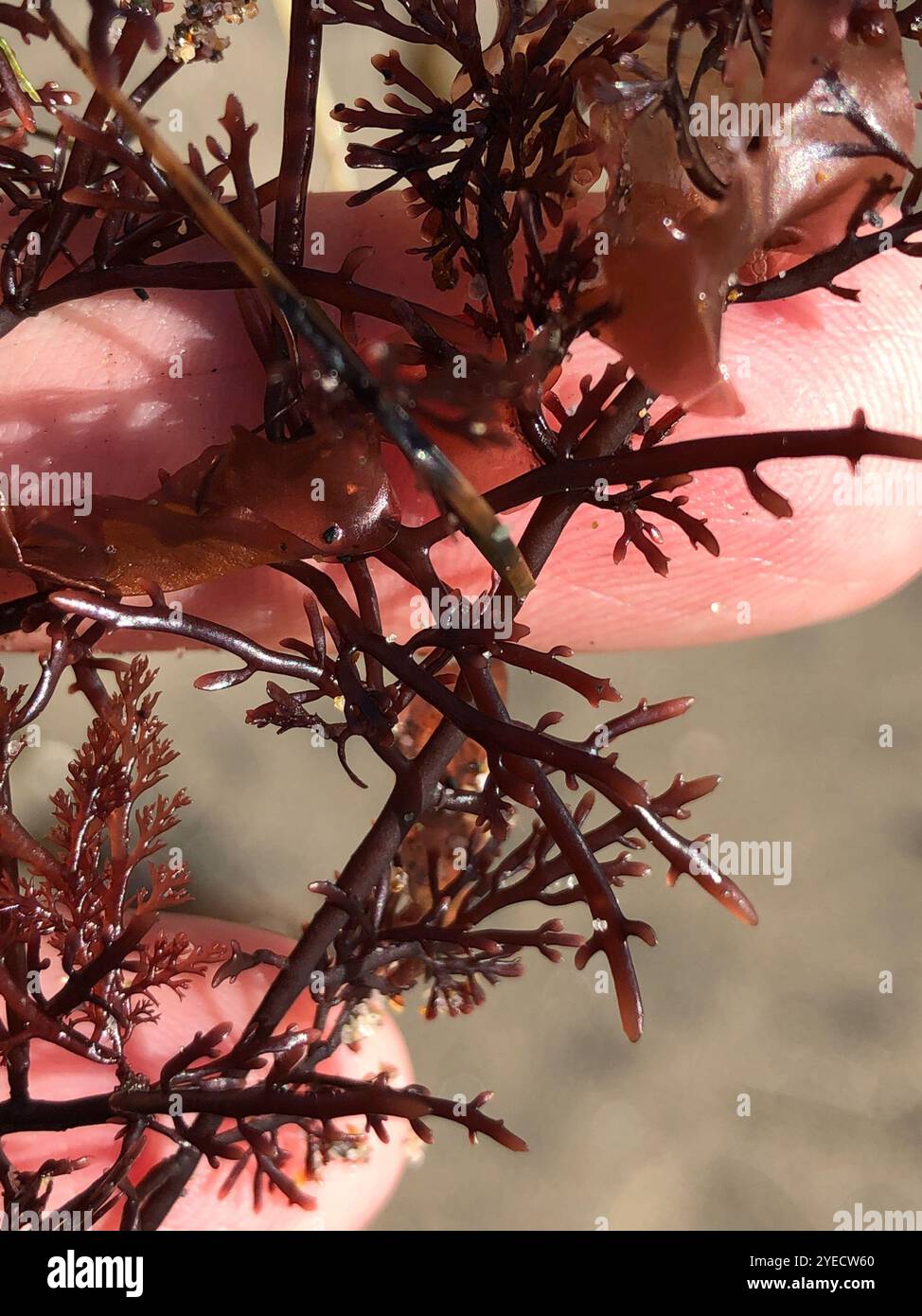 red algae (Rhodophyta Stock Photo - Alamy
