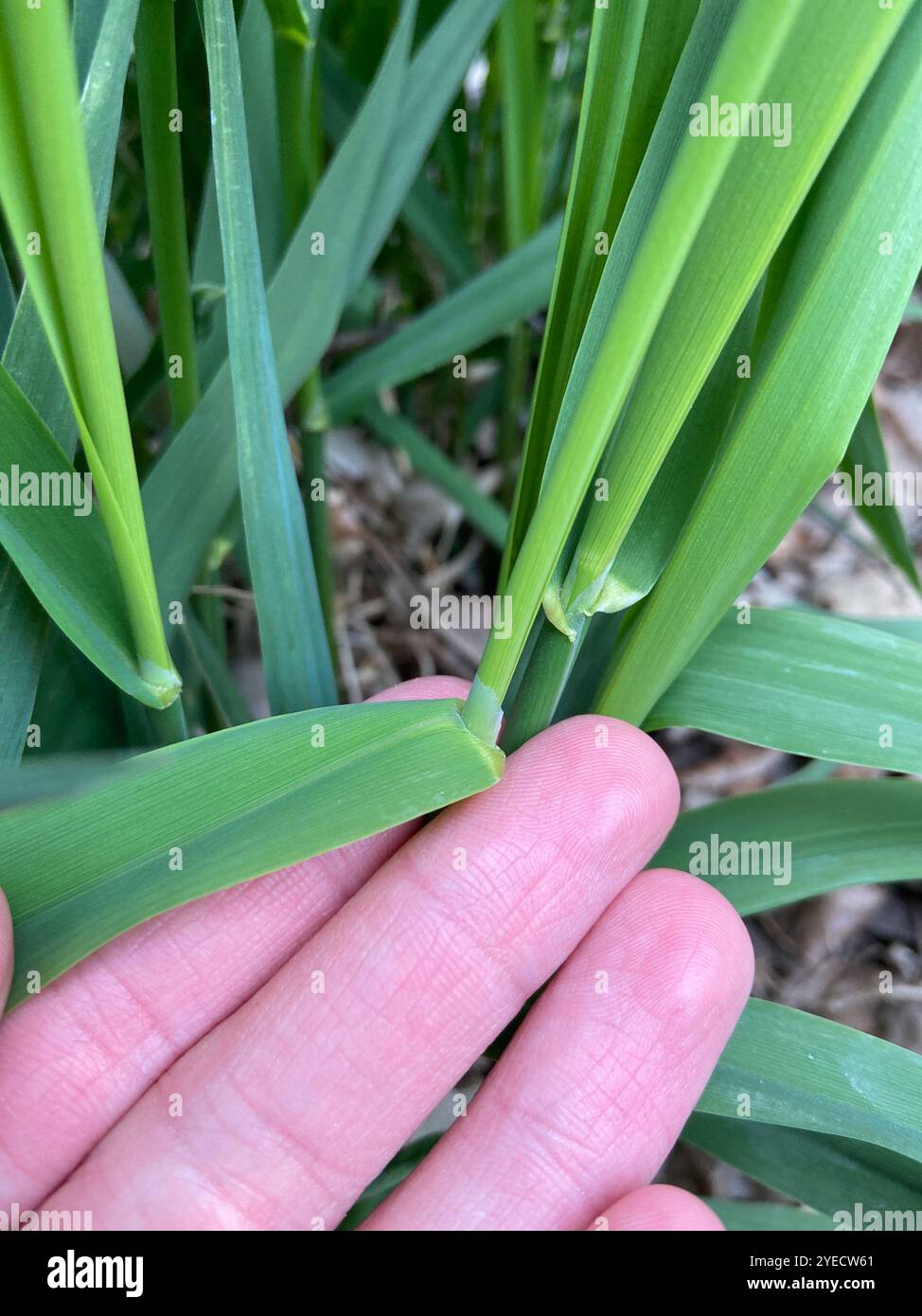 reed canary grass (Phalaris arundinacea Stock Photo - Alamy