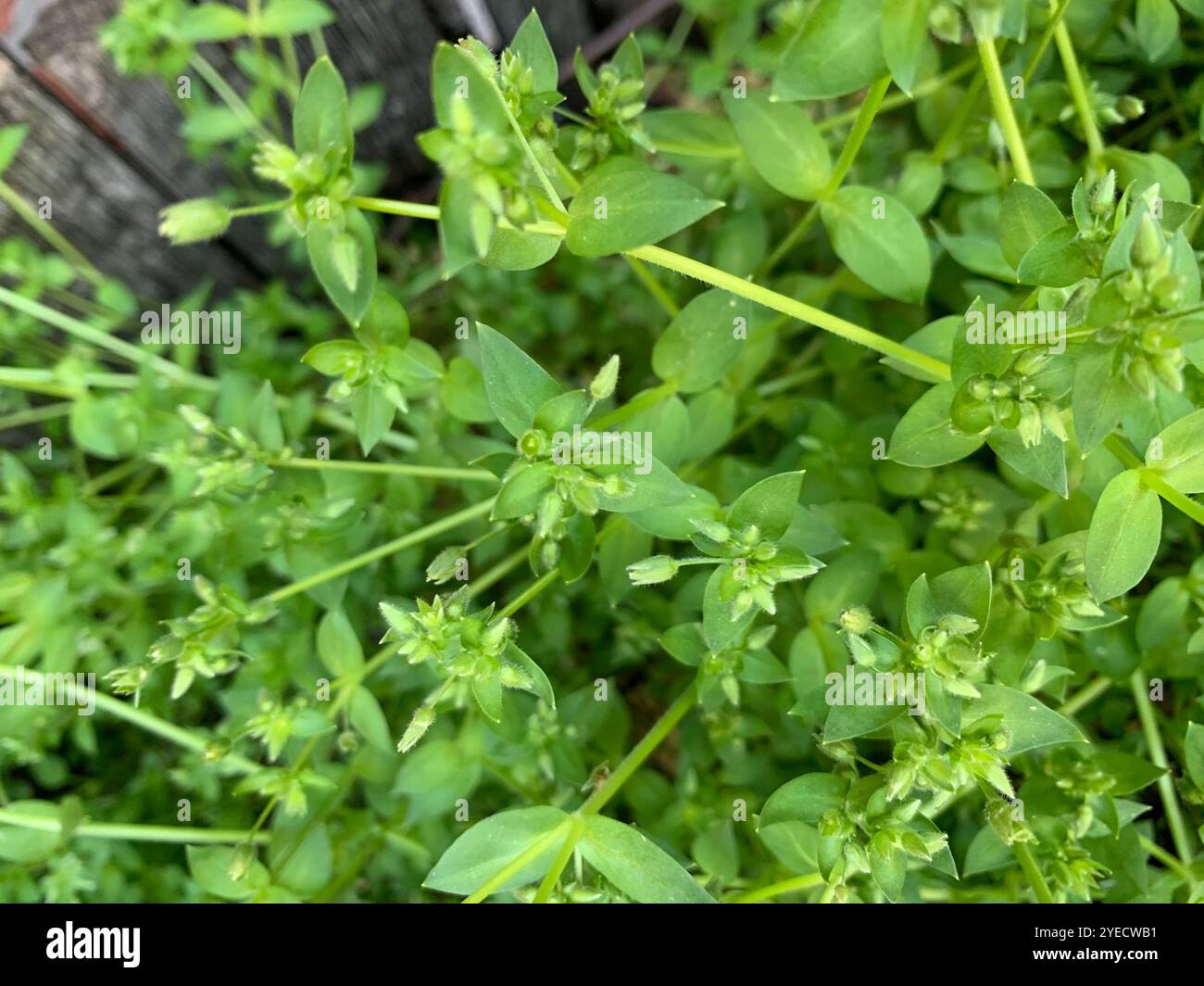 common chickweed (Stellaria media Stock Photo - Alamy