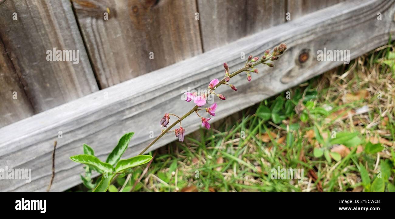 creeping beggarweed (Desmodium incanum Stock Photo - Alamy