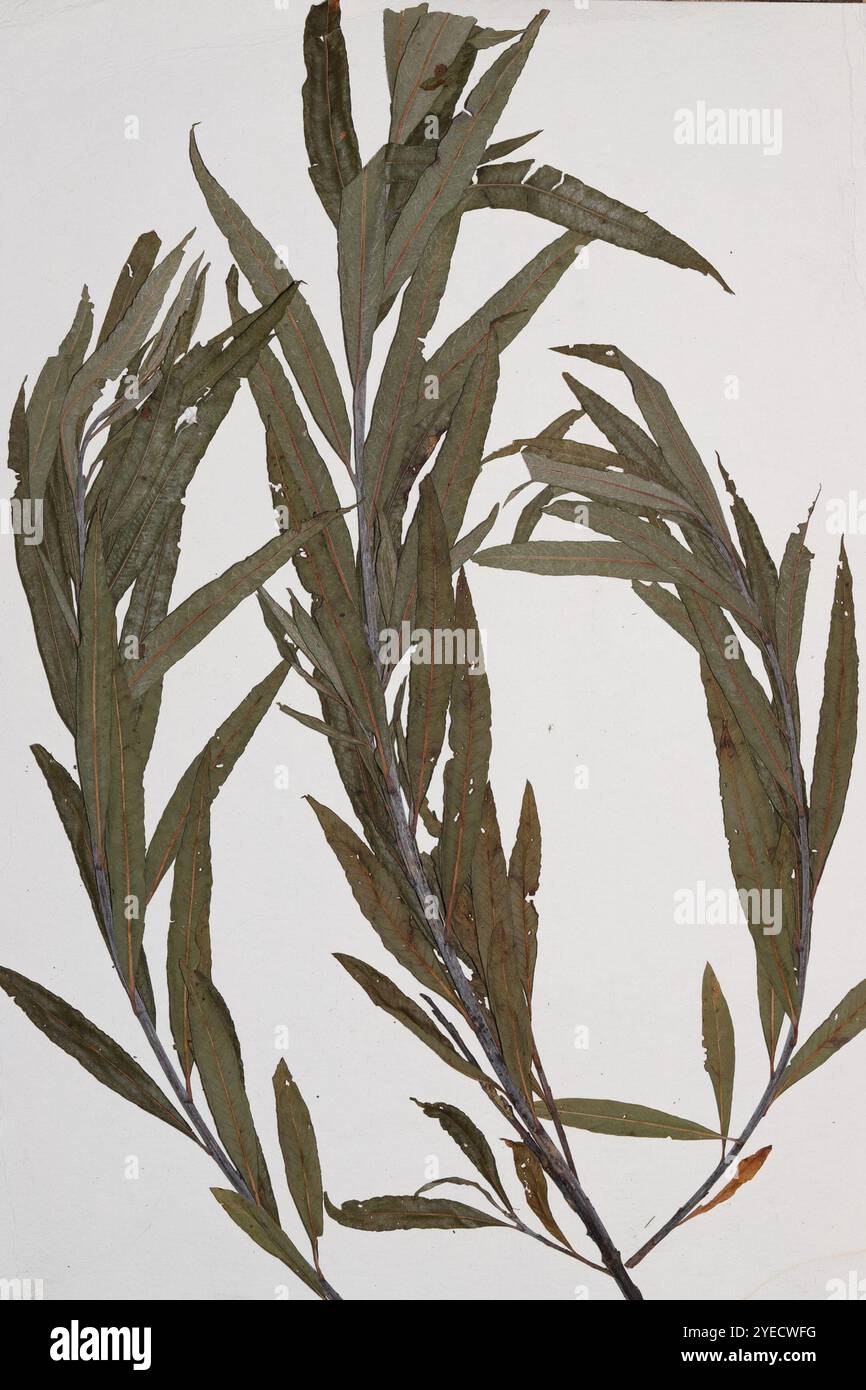 Satiny willow (Salix pellita Stock Photo - Alamy