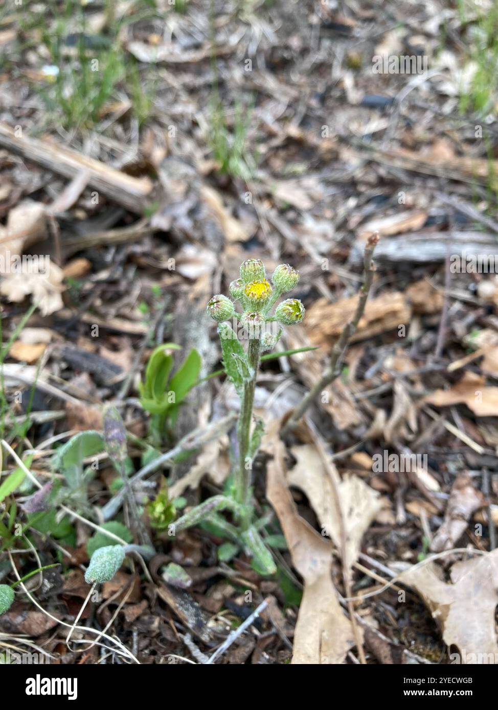 balsam ragwort (Packera paupercula Stock Photo - Alamy