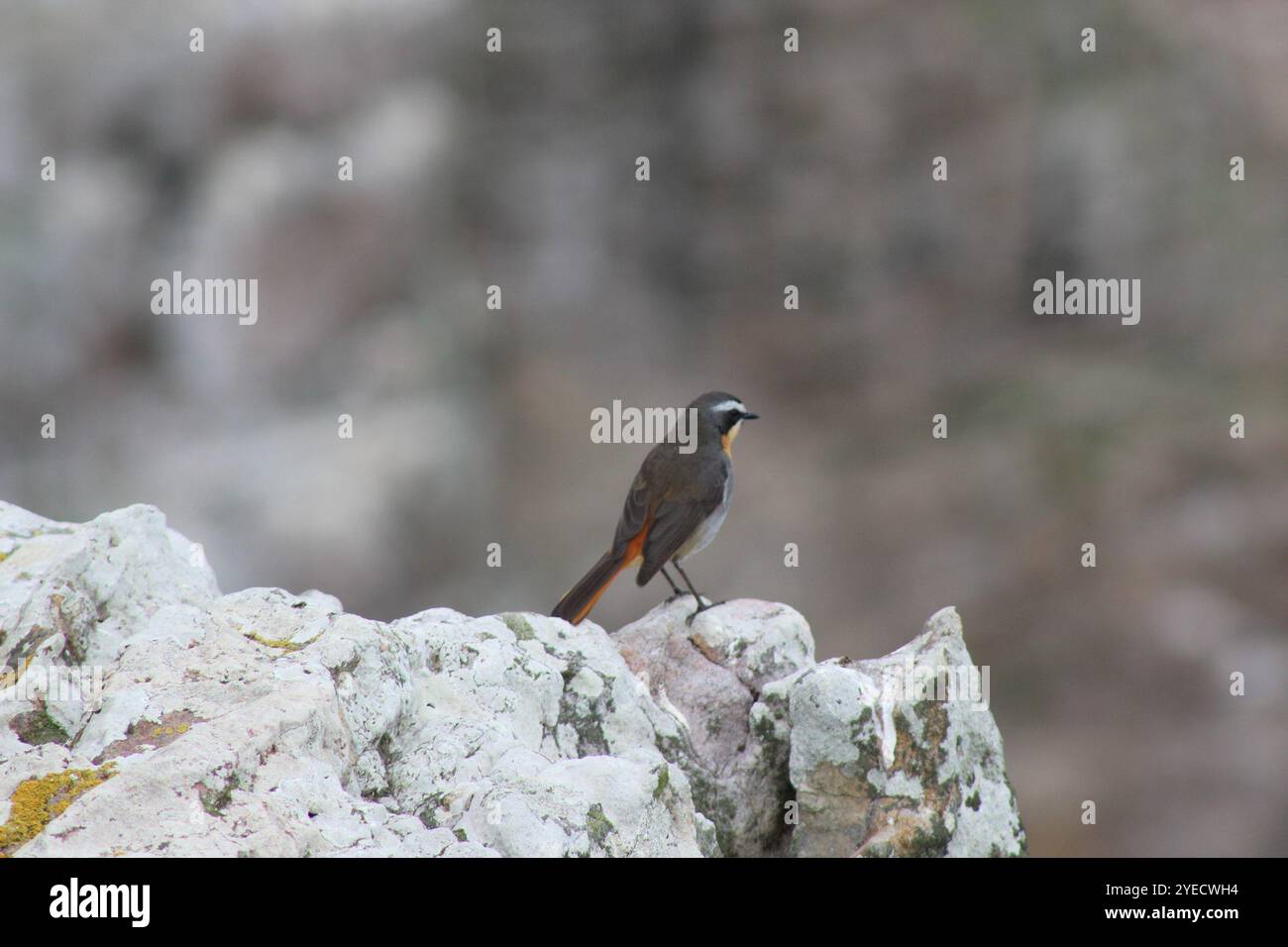 Southern Cape Robin-Chat (Cossypha caffra caffra Stock Photo - Alamy