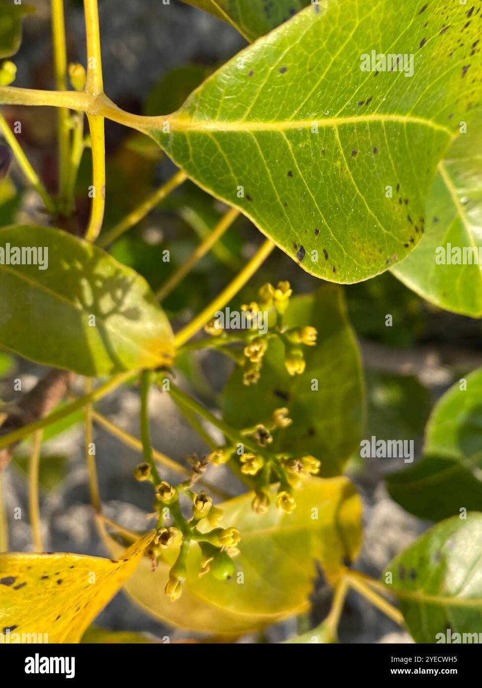 Poisonwood (Metopium toxiferum Stock Photo - Alamy