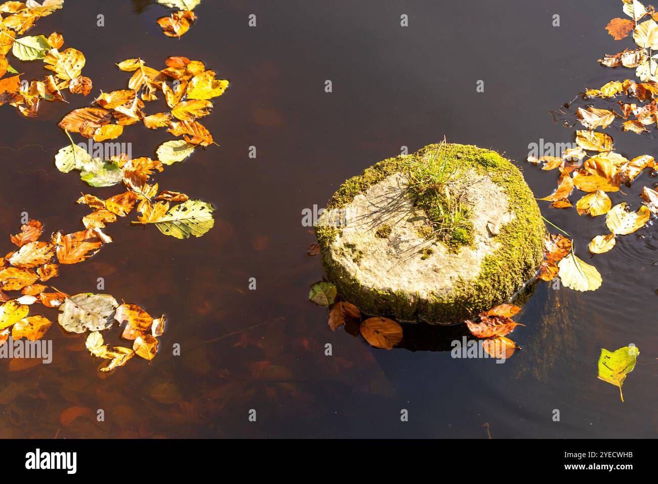 Tree stump in a lake surrounded by floating autumn leaves Stock Photo ...