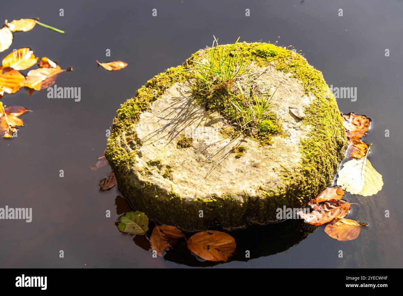 Floating stump hi-res stock photography and images - Alamy
