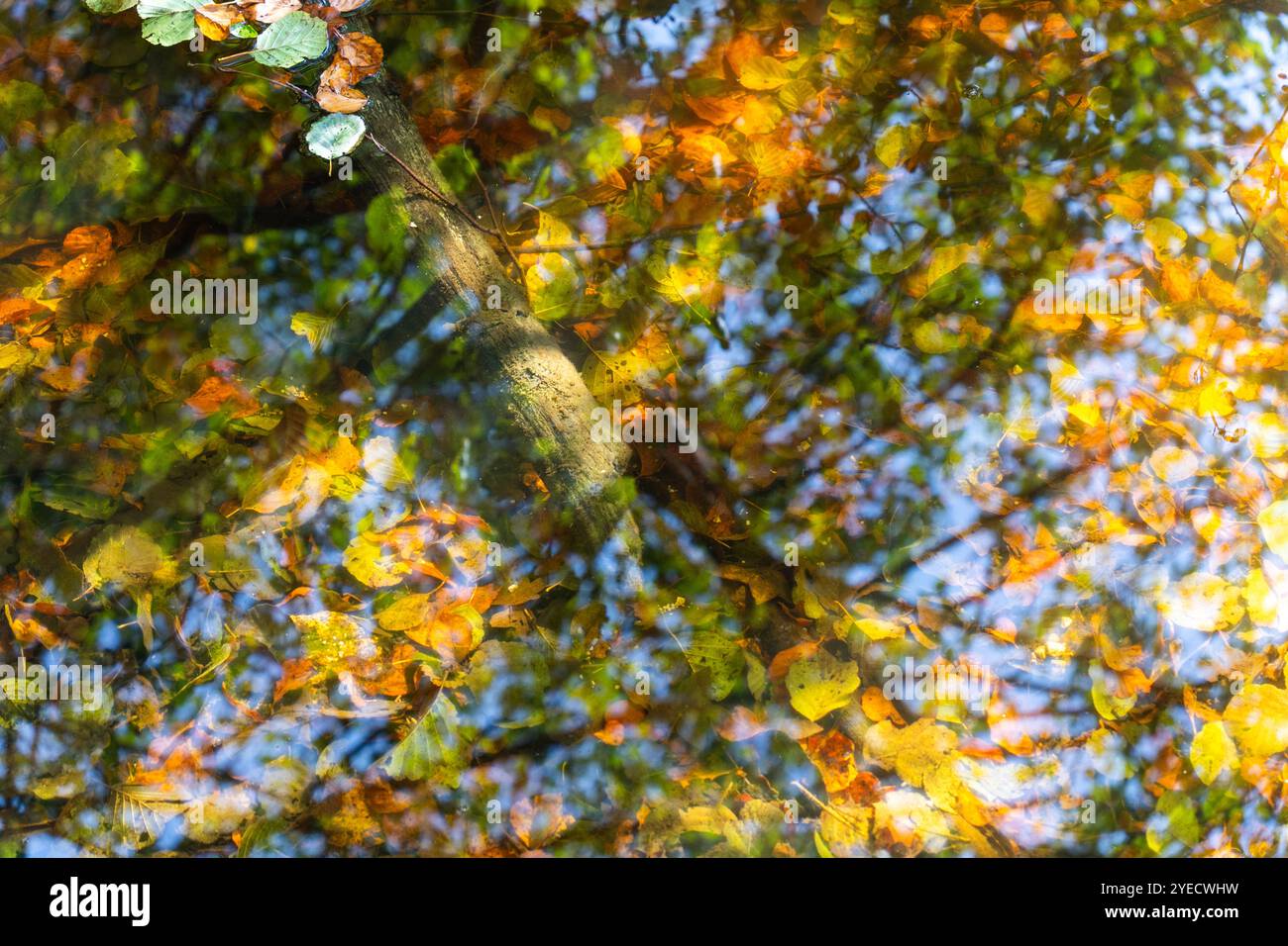 Autumn leaves rest on the bottom of a clear lake Stock Photo - Alamy