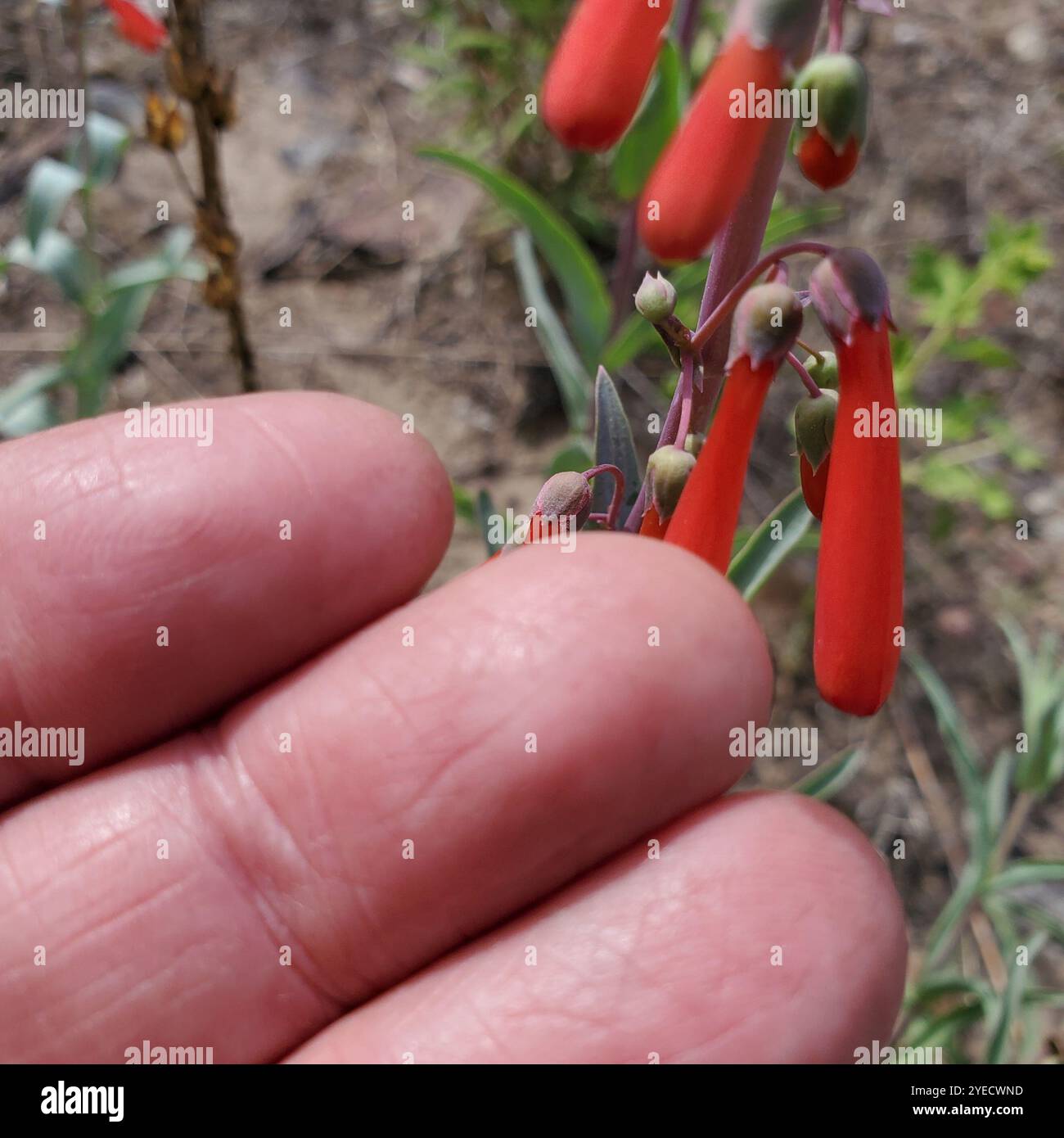 scarlet bugler (Penstemon centranthifolius Stock Photo - Alamy