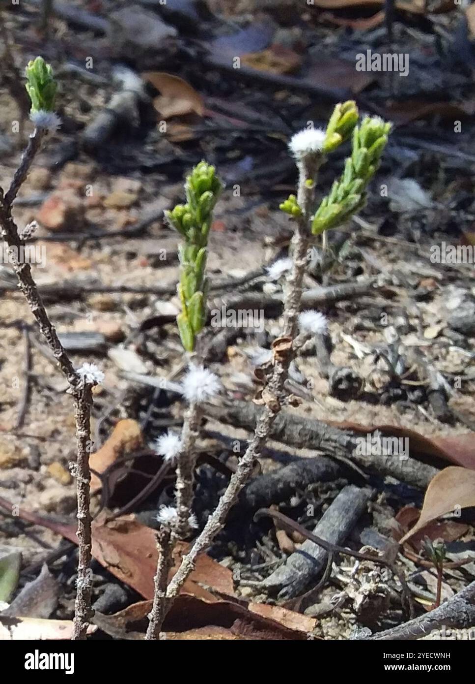 heath riceflower (Pimelea phylicoides Stock Photo - Alamy