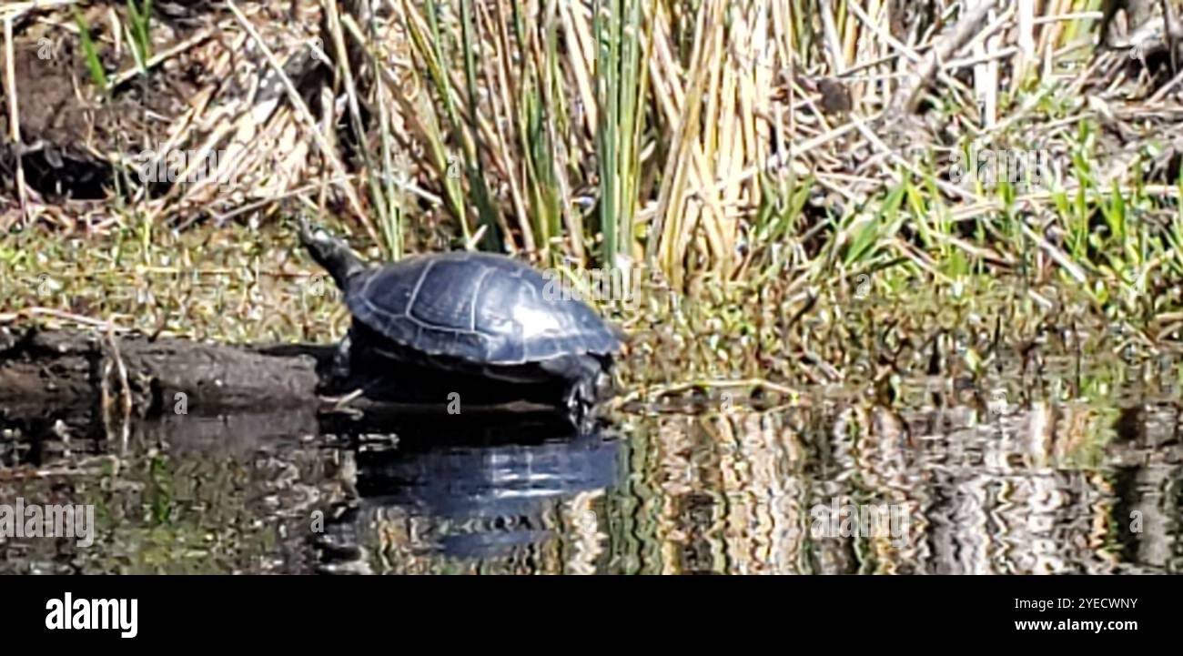 Turtles and Tortoises (Testudines Stock Photo - Alamy