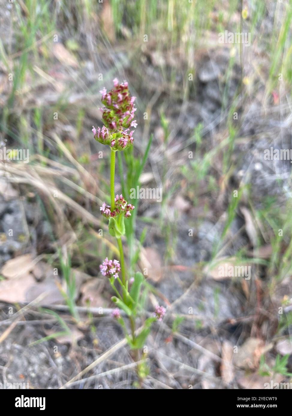 longspur seablush (Plectritis ciliosa Stock Photo - Alamy