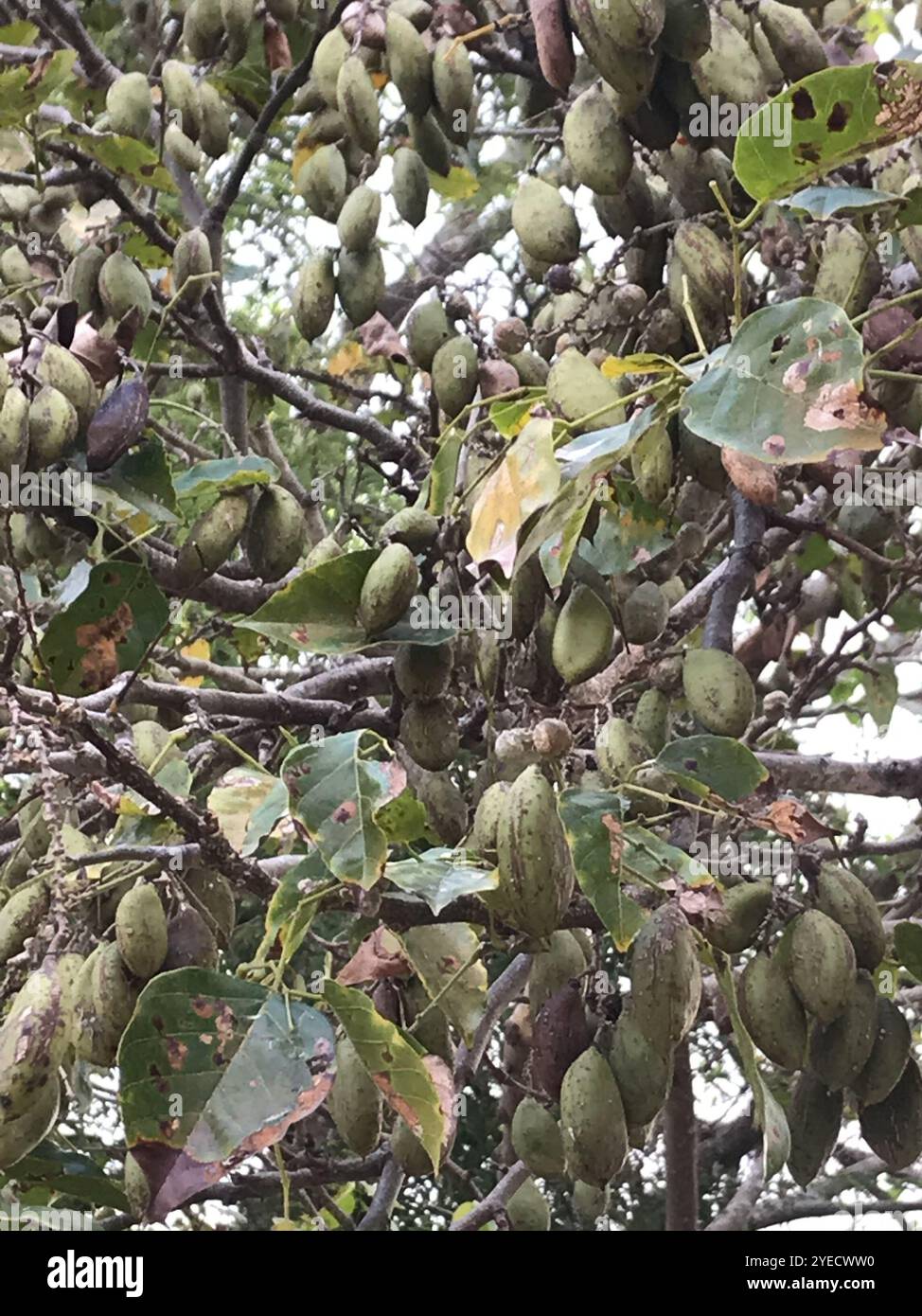 Indian beech tree (Millettia pinnata Stock Photo - Alamy
