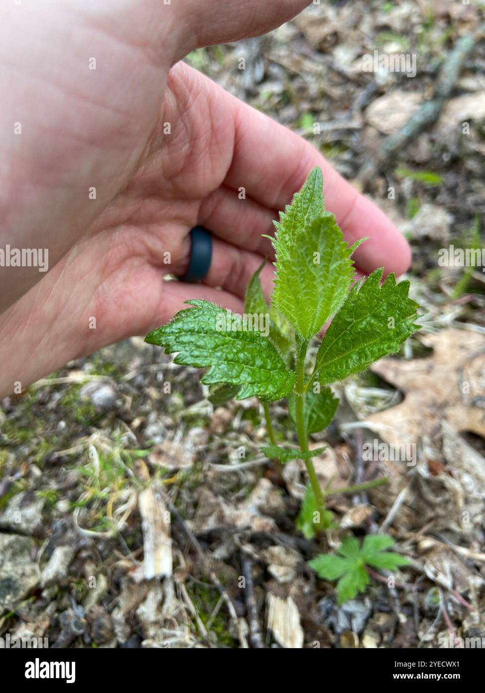 nettle family (Urticaceae Stock Photo - Alamy
