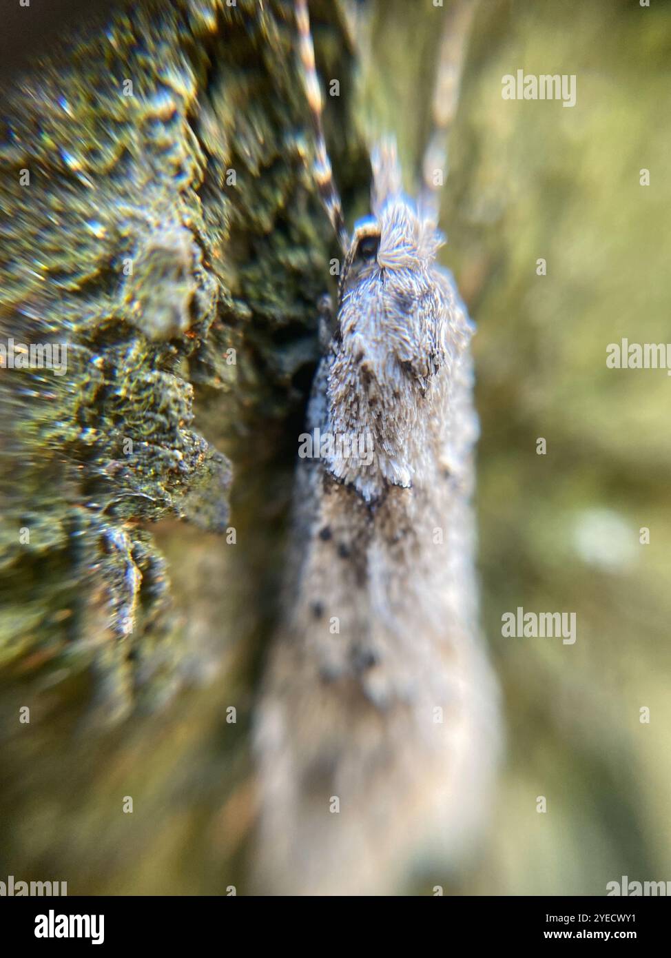 Diurnea hi-res stock photography and images - Alamy