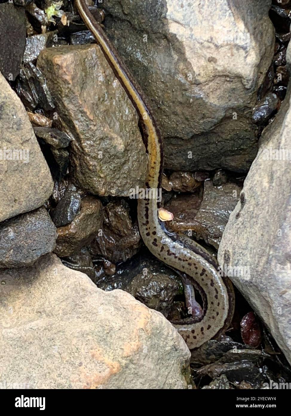 Southern Two-lined Salamander (Eurycea cirrigera Stock Photo - Alamy