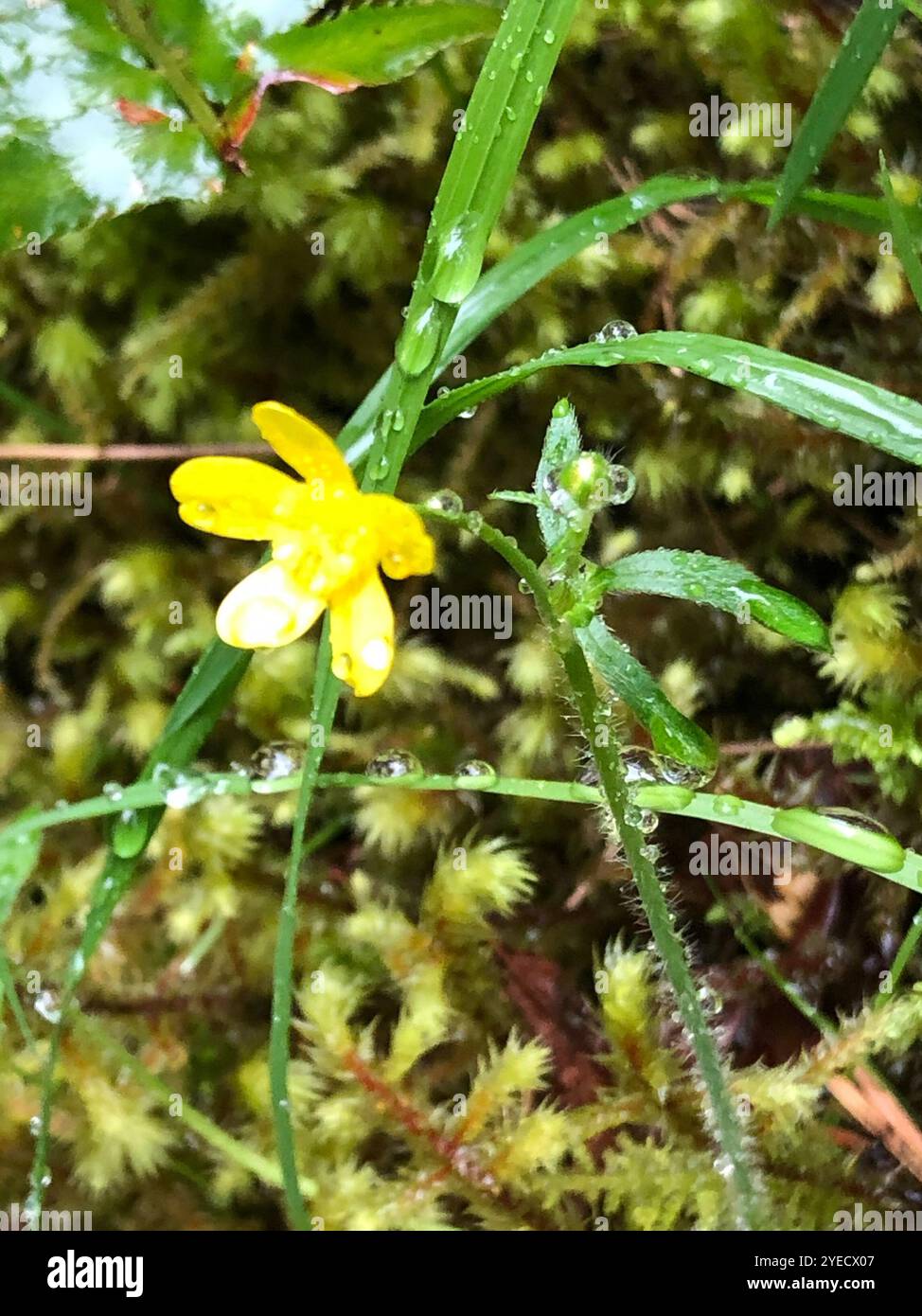 Western Buttercup (Ranunculus occidentalis Stock Photo - Alamy