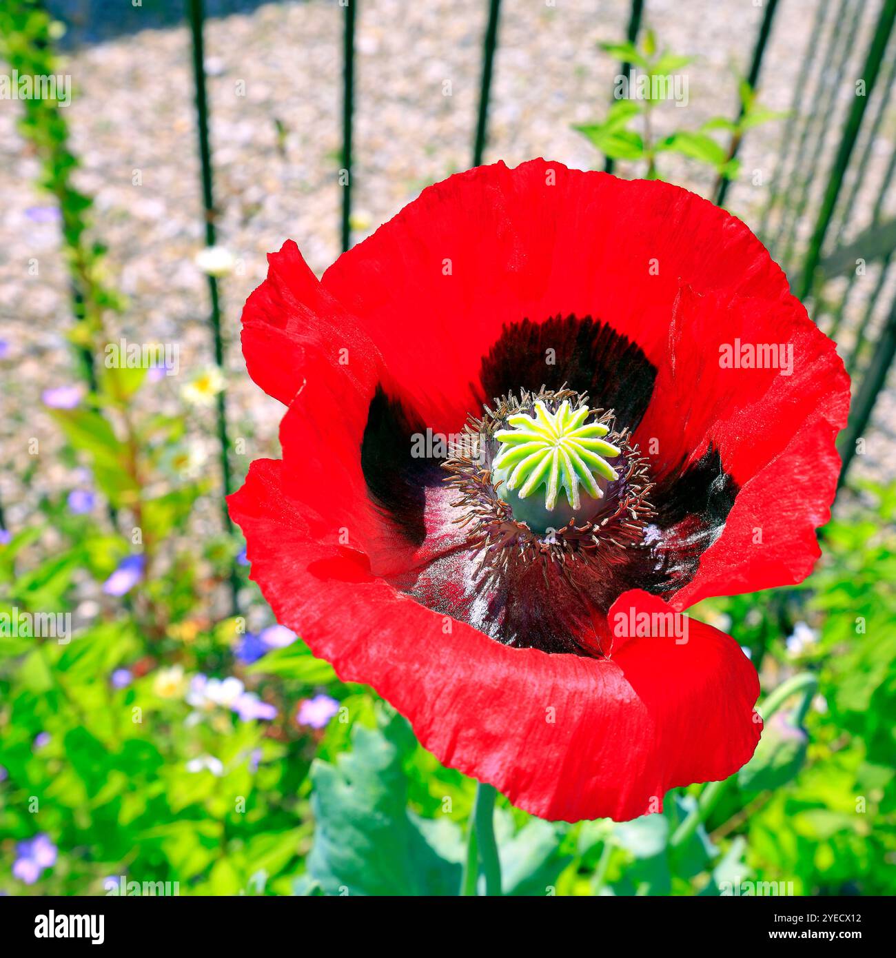 Beautiful large blooming red poppy hi-res stock photography and images ...