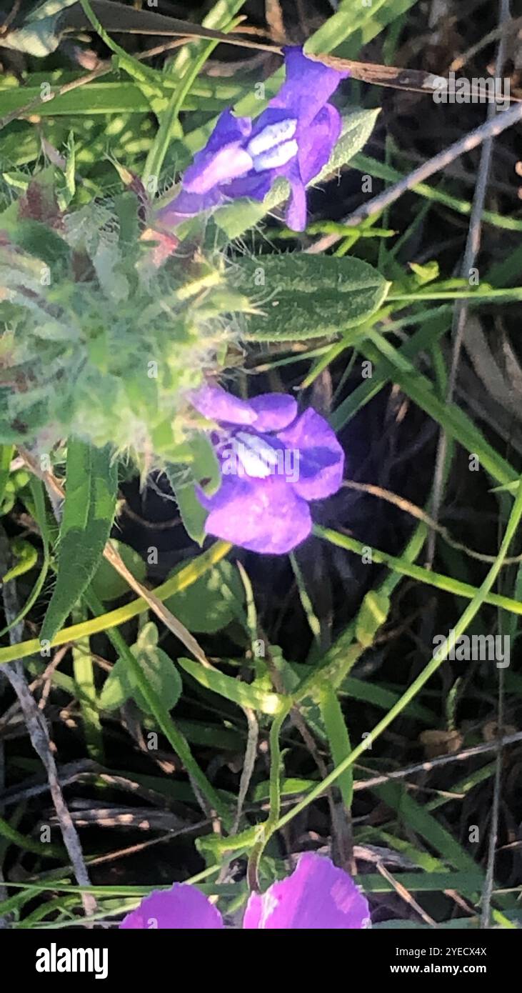 Texas Sage (Salvia texana Stock Photo - Alamy