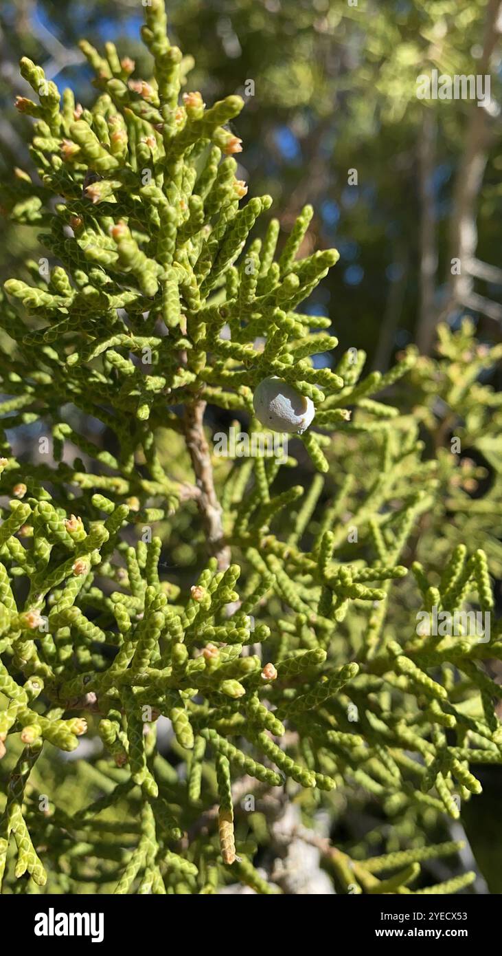 California juniper (Juniperus californica Stock Photo - Alamy