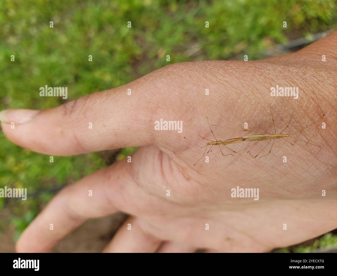 Stilt Bugs (Berytidae Stock Photo - Alamy