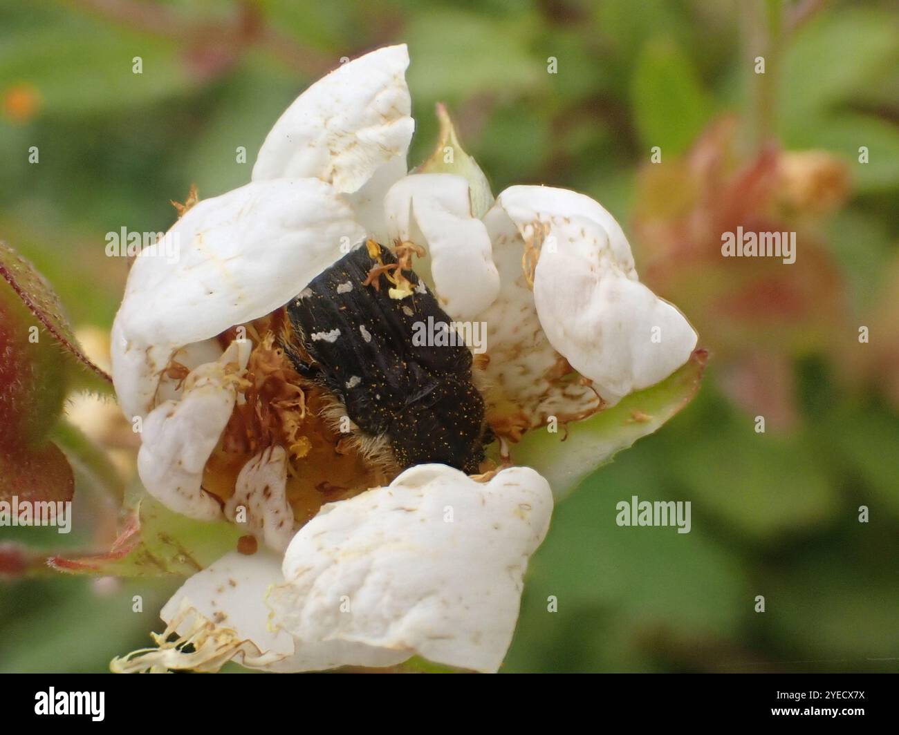 Apple Blossom Beetle (Tropinota hirta Stock Photo - Alamy