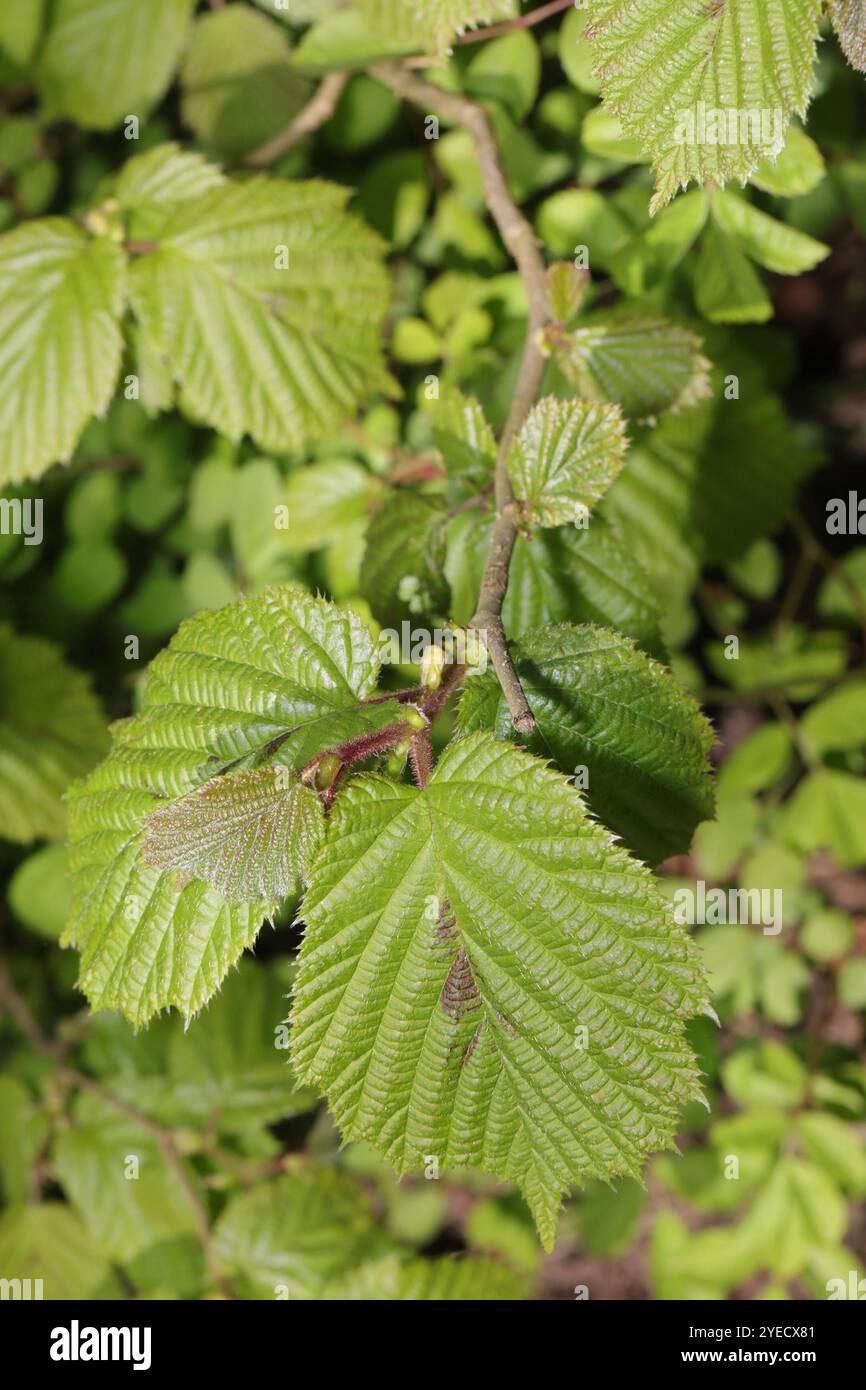 common hazel (Corylus avellana Stock Photo - Alamy