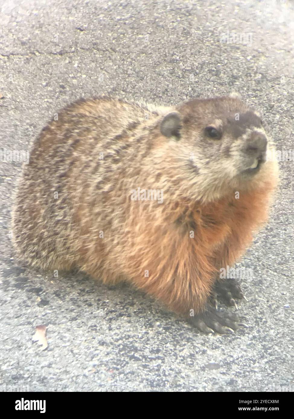 Groundhog (Marmota monax Stock Photo - Alamy