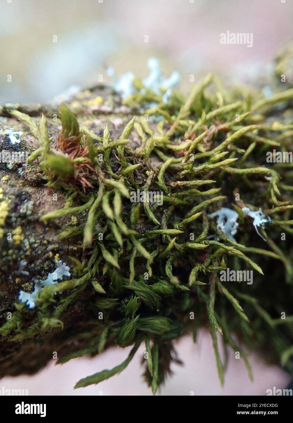Lateral Cryphaea (Cryphaea heteromalla Stock Photo - Alamy