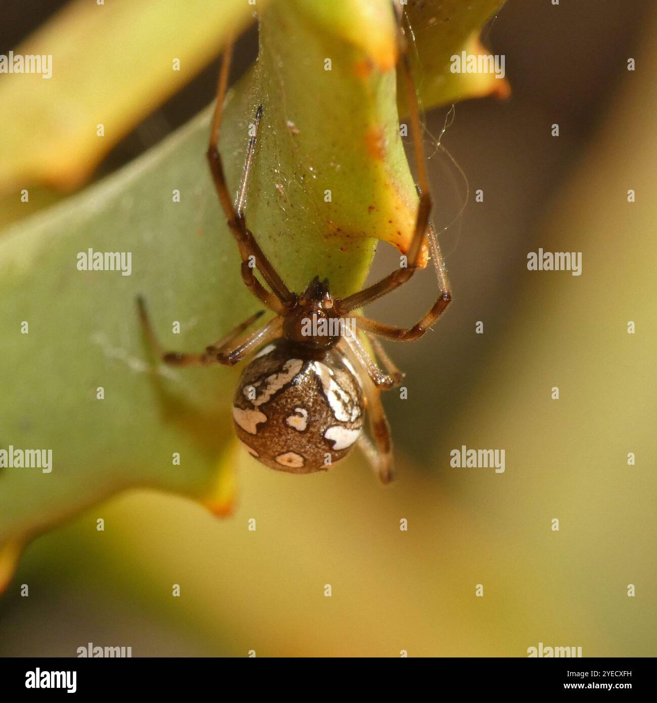 Zimbabwe Button Spider (Latrodectus rhodesiensis Stock Photo - Alamy
